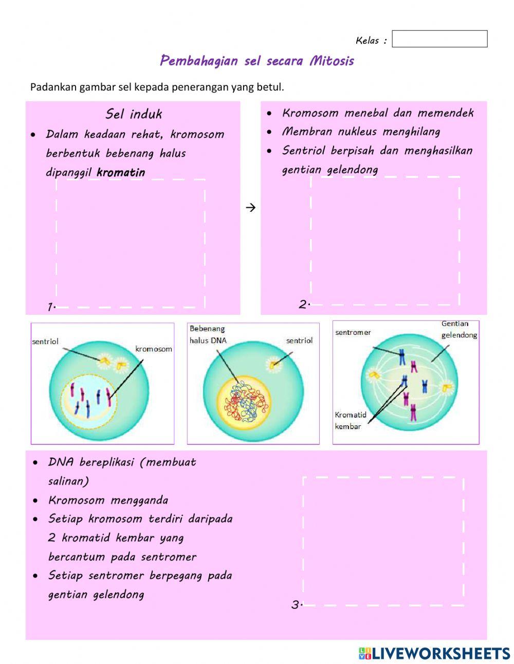 Peringkat Mitosis worksheet | Live Worksheets