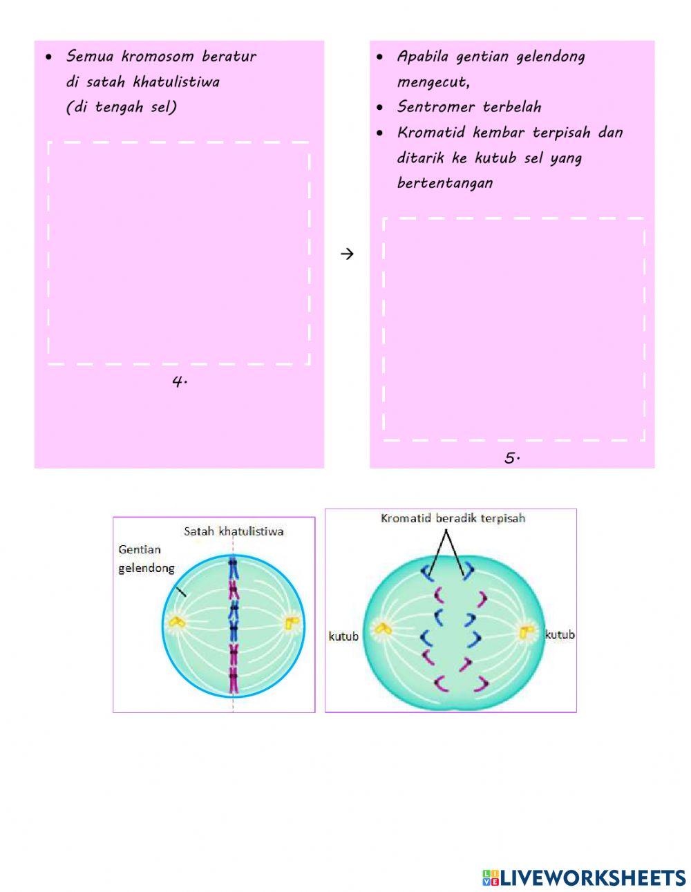 Peringkat Mitosis worksheet | Live Worksheets