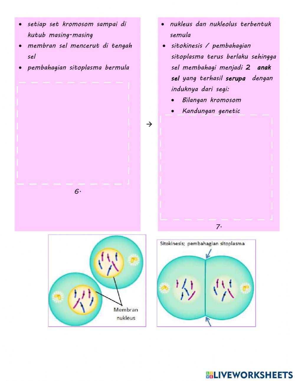 Peringkat Mitosis worksheet | Live Worksheets