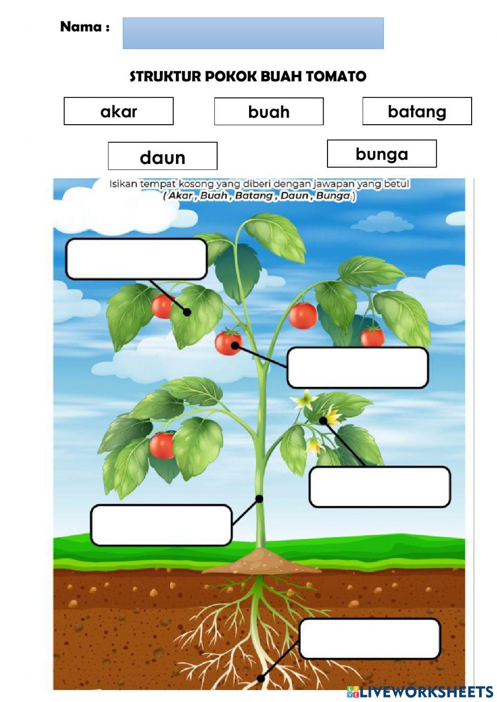 Struktur Pokok Tomato 2937 | Nornah | Live Worksheets