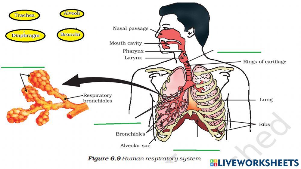 Label the parts of Human Respiratory System online exercise for | Live ...