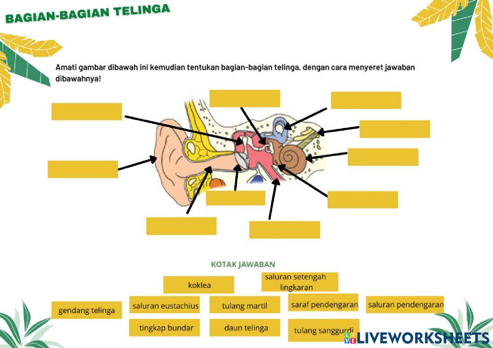Indera Pendengar (Telinga) worksheet | Live Worksheets