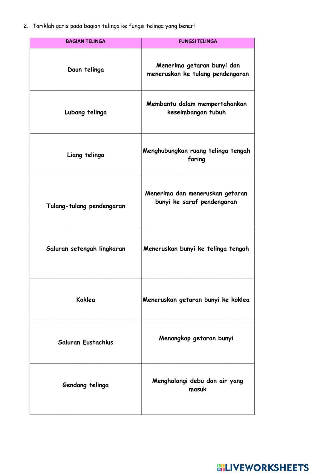 Bagian Telinga … | Free Interactive Worksheets | 1208883