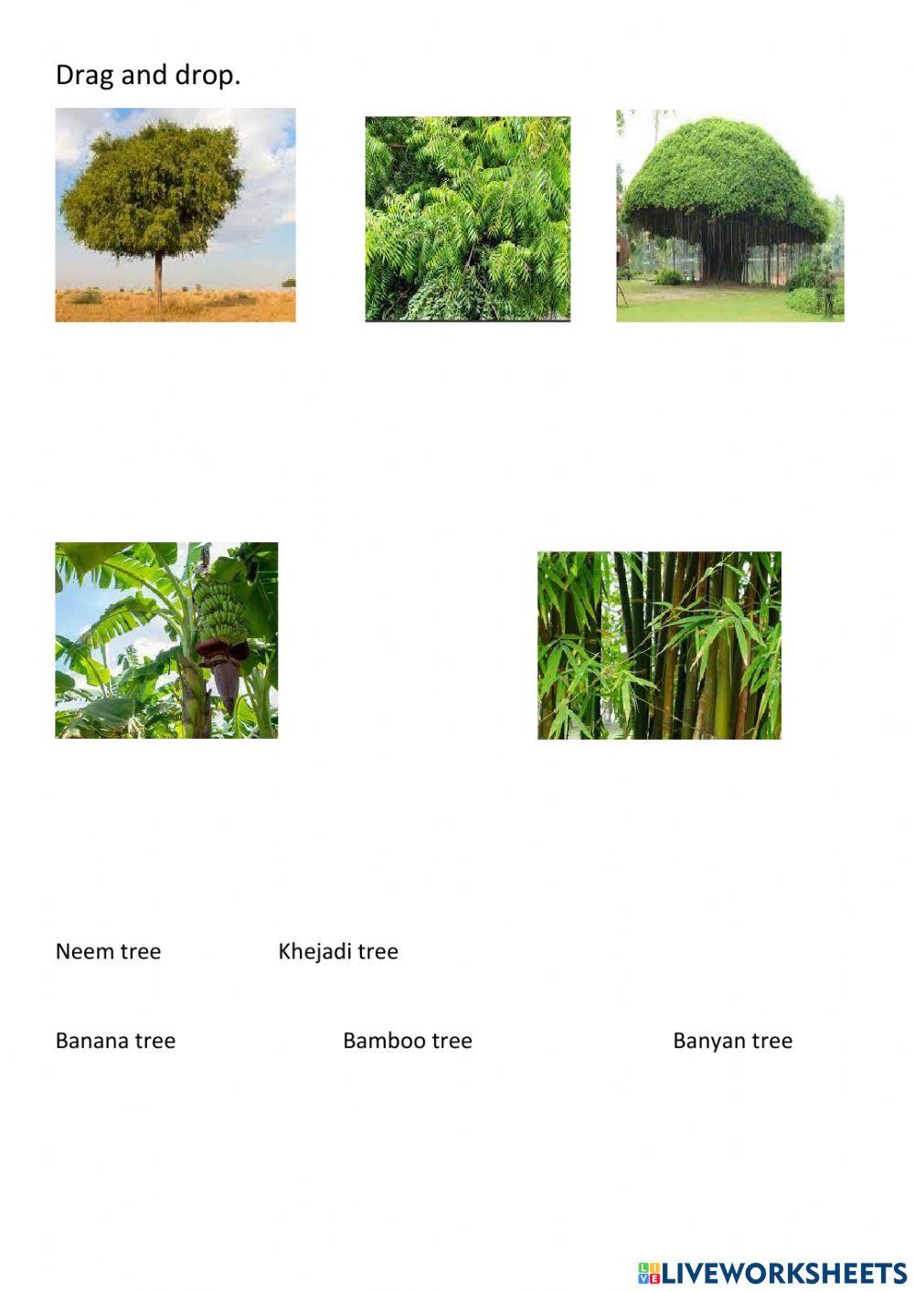 Trees 2901 | jigrathod28 | Live Worksheets