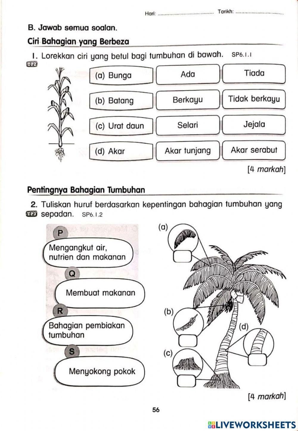 Tumbuhan - pentingnya bahagian tumbuhan worksheet | Live Worksheets