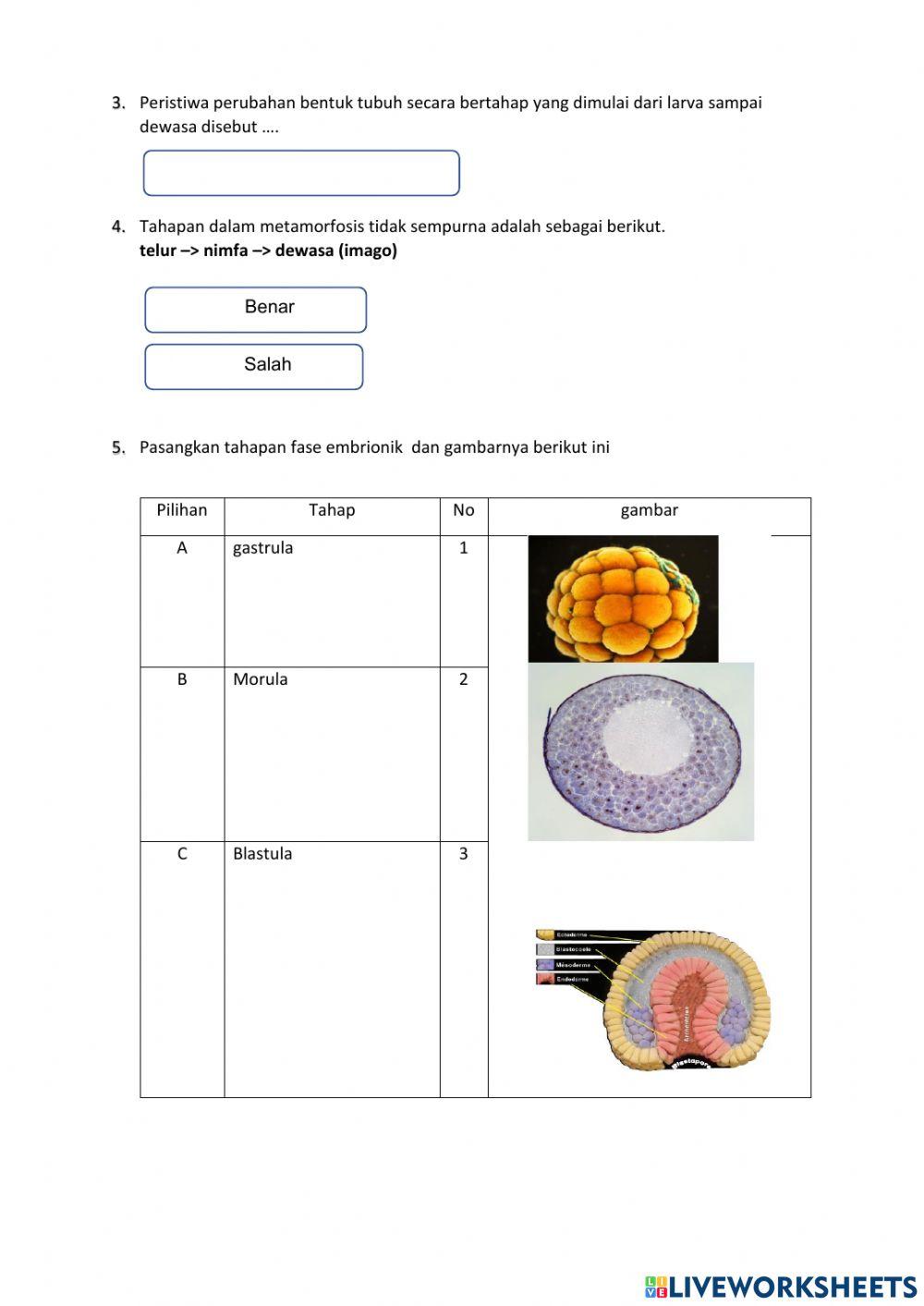 LKPD 2 Biologi 12 interactive worksheet | Live Worksheets