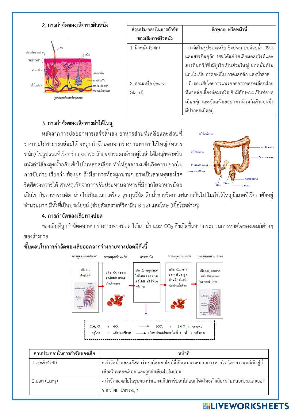 ระบบขับถ่าย 1145006 | Prapatson Chaloeywaret | Live