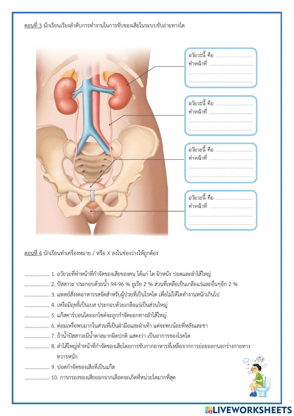 ระบบขับถ่าย 1145006 | Prapatson Chaloeywaret | Live