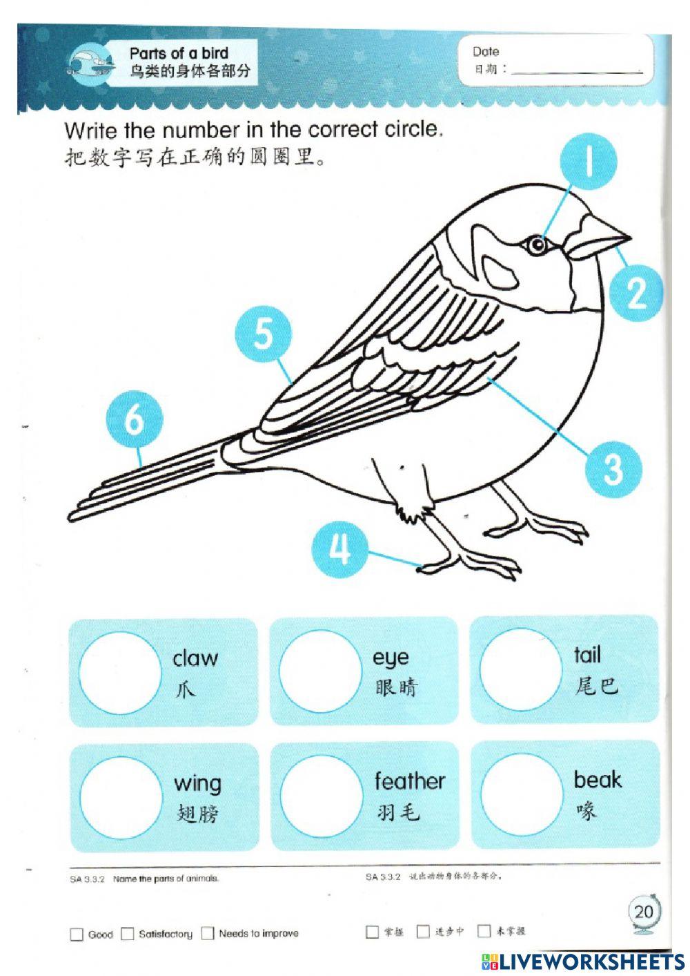 Parts of Bird 1151727 | LOOI LI | LiveWorksheets