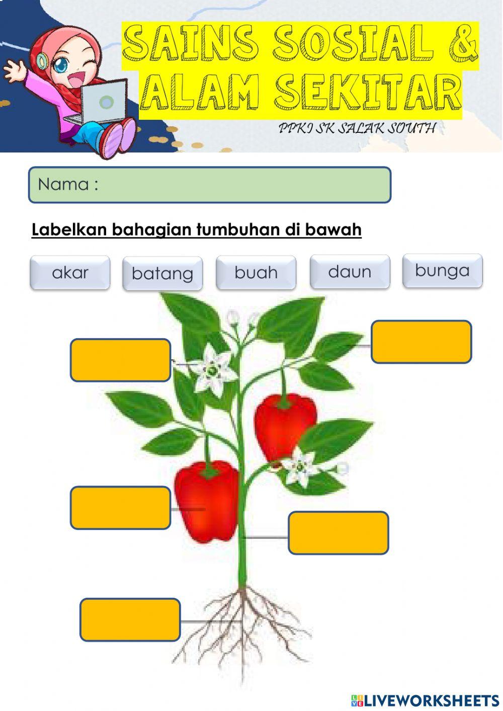 Bahagian tumbuhan online pdf exercise | Live Worksheets