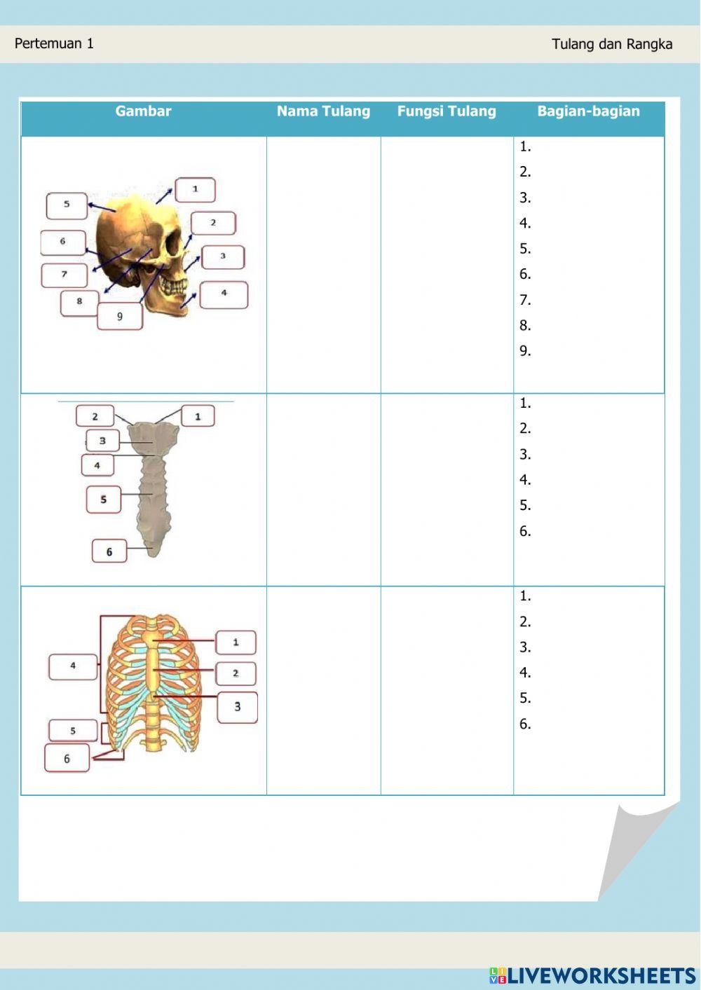 LEMBAR KERJA PESERTA DIDIK ELEKTRONIK (Tulang dan Rangka) worksheet | Live Worksheets
