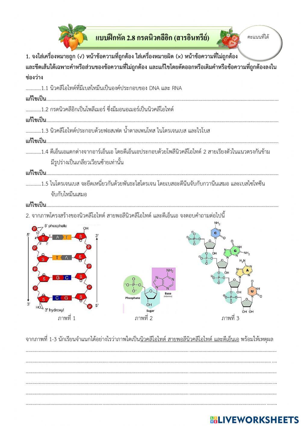 1259740 | กรดนิวคลีอิก | supranee_29 | LiveWorksheets