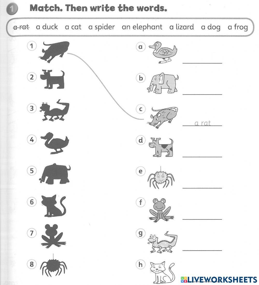 Unit 3 : Pet Show activity | Live Worksheets