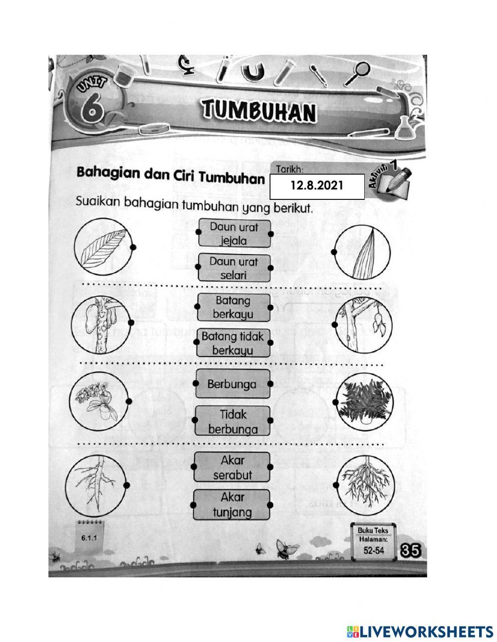 Bahagian tumbuhan online pdf activity for 2 | Live Worksheets