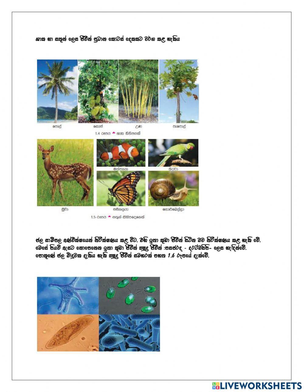 3668885 | GRADE 6 - SCIENCE - 1 st LESSON | JayaniMenike