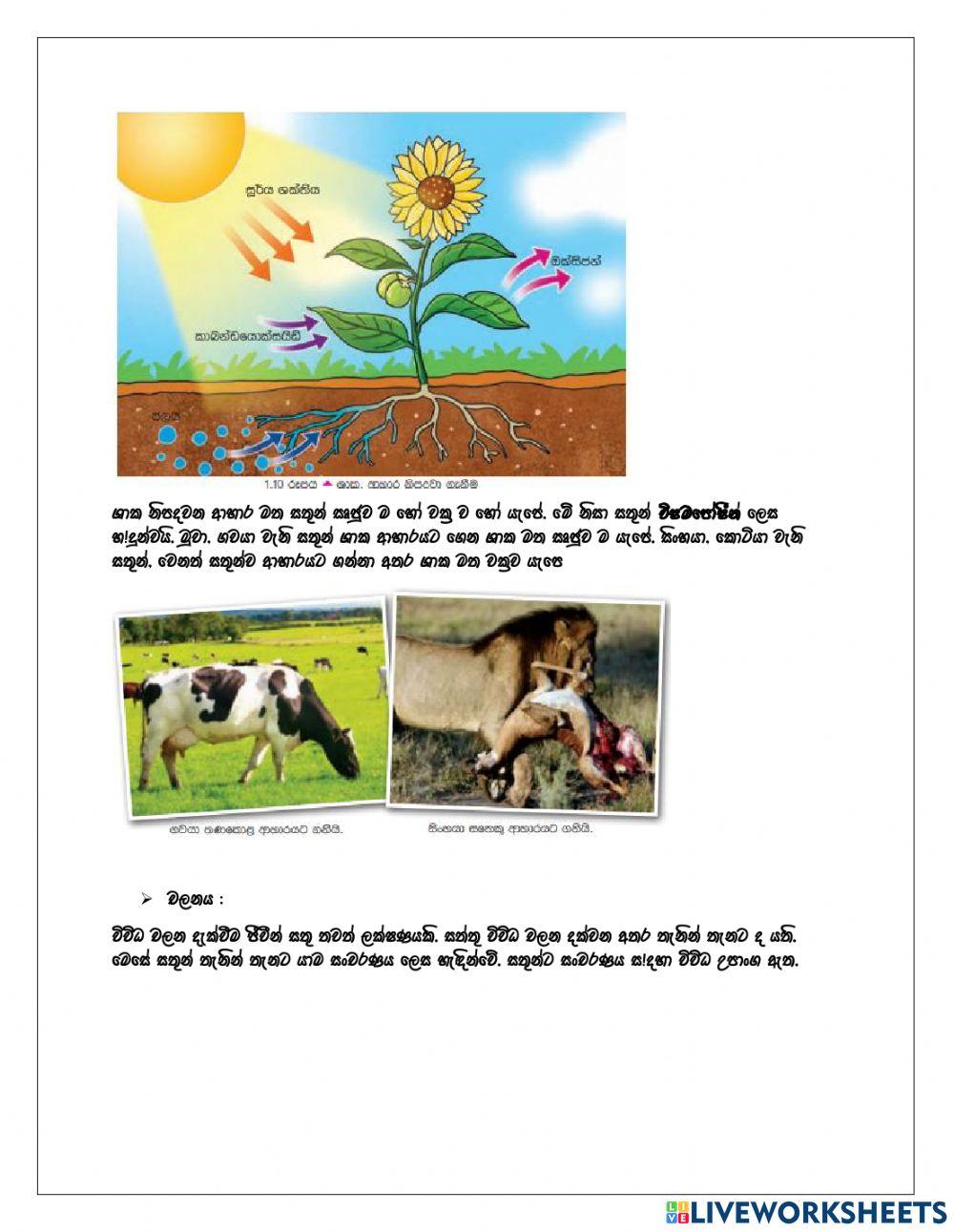 3668885 | GRADE 6 - SCIENCE - 1 st LESSON | JayaniMenike