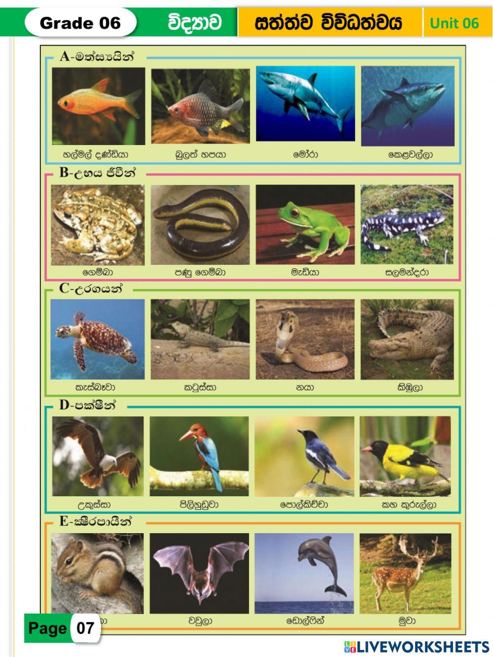 Science online exercise for 6 | Live Worksheets