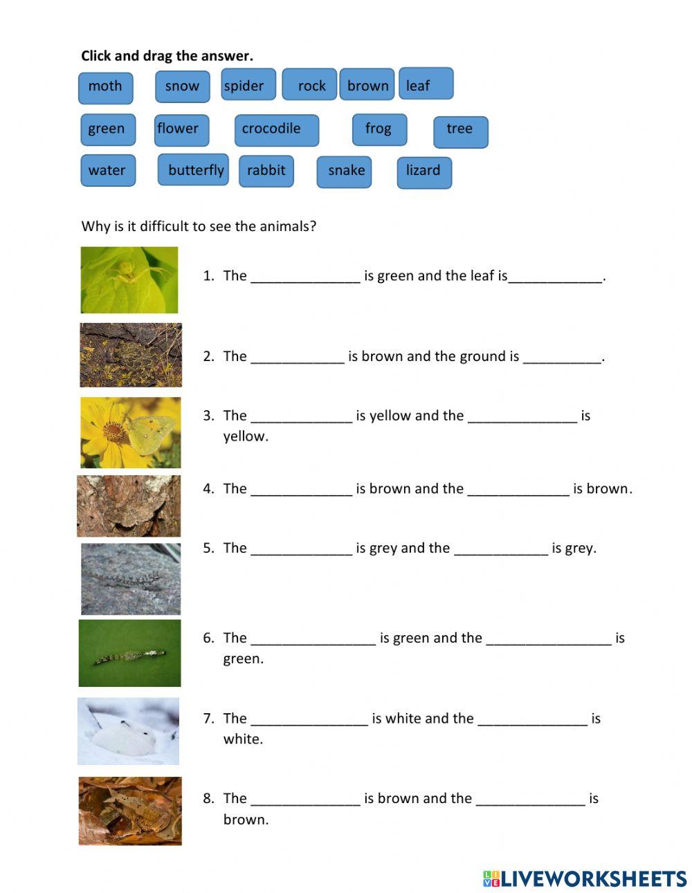 Pets show activity | Live Worksheets