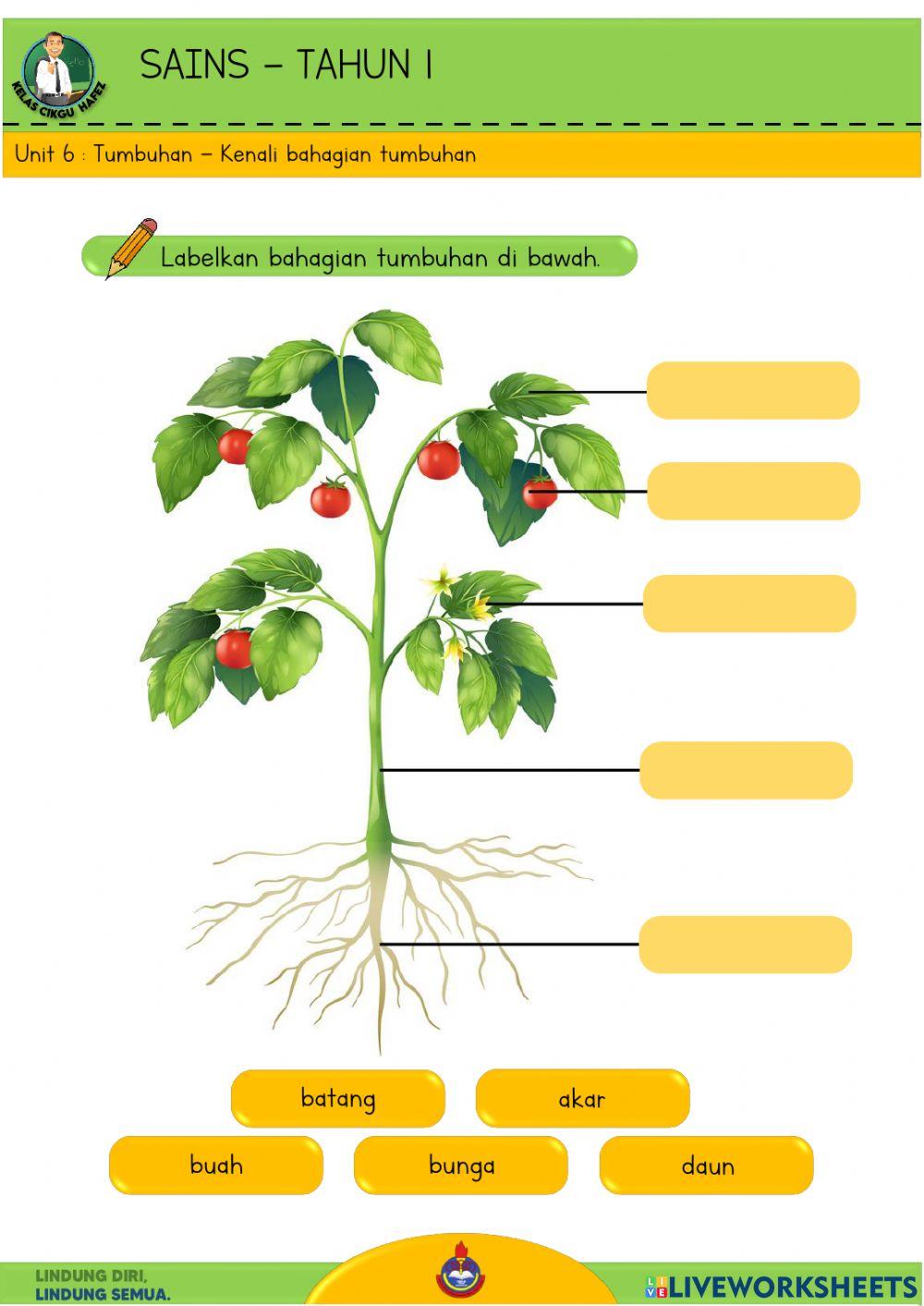 Sains T1 - Bahagian Tumbuhan 1258061 | mhdhafez | Live