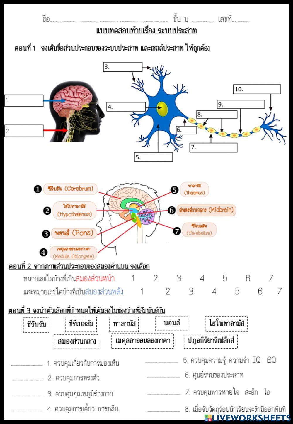 แบบทดสอบท้ายเรื… | Free Interactive Worksheets | 3294001