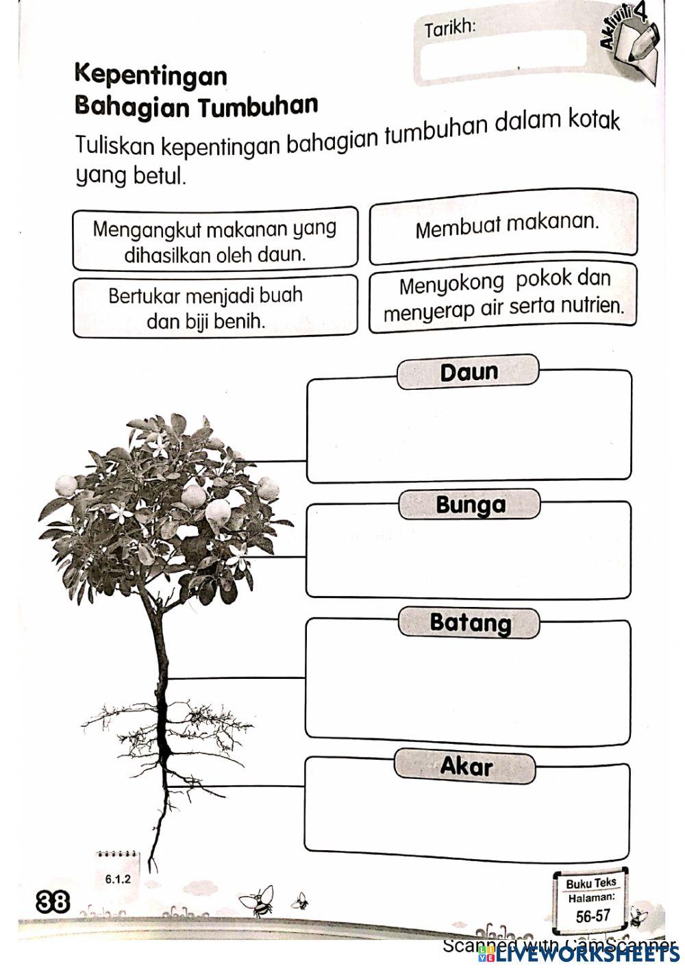 Pentingnya Bahagian Tumbuhan activity | Live Worksheets