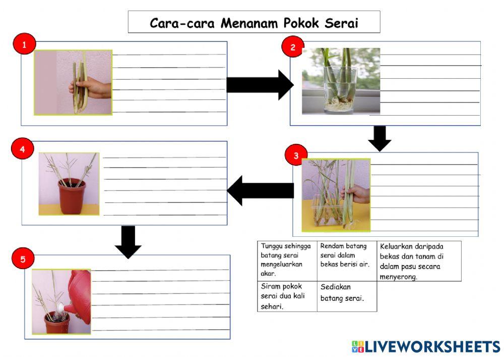 Pokok serai worksheet | Live Worksheets