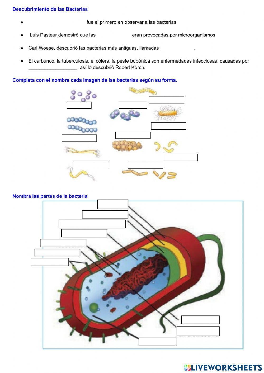 1264148 | Bacteria | Jessenia Chacón | LiveWorksheets