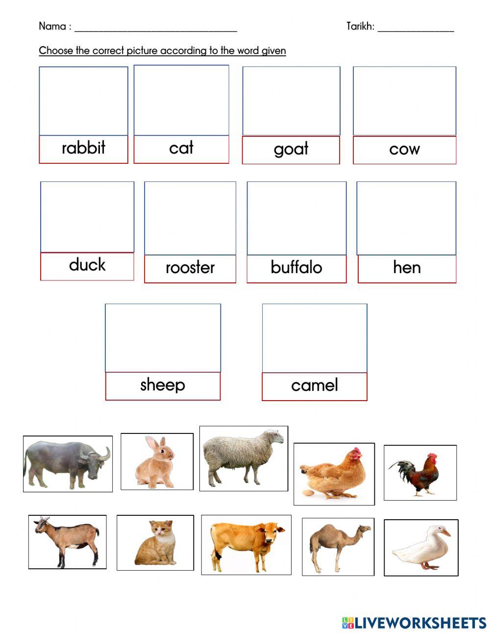 Choose the correct picture online exercise | Live Worksheets