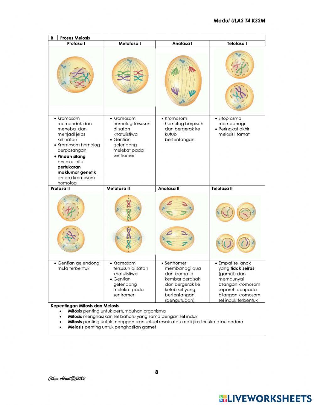 Mitosis meiosis | Free Interactive Worksheets | 1269211