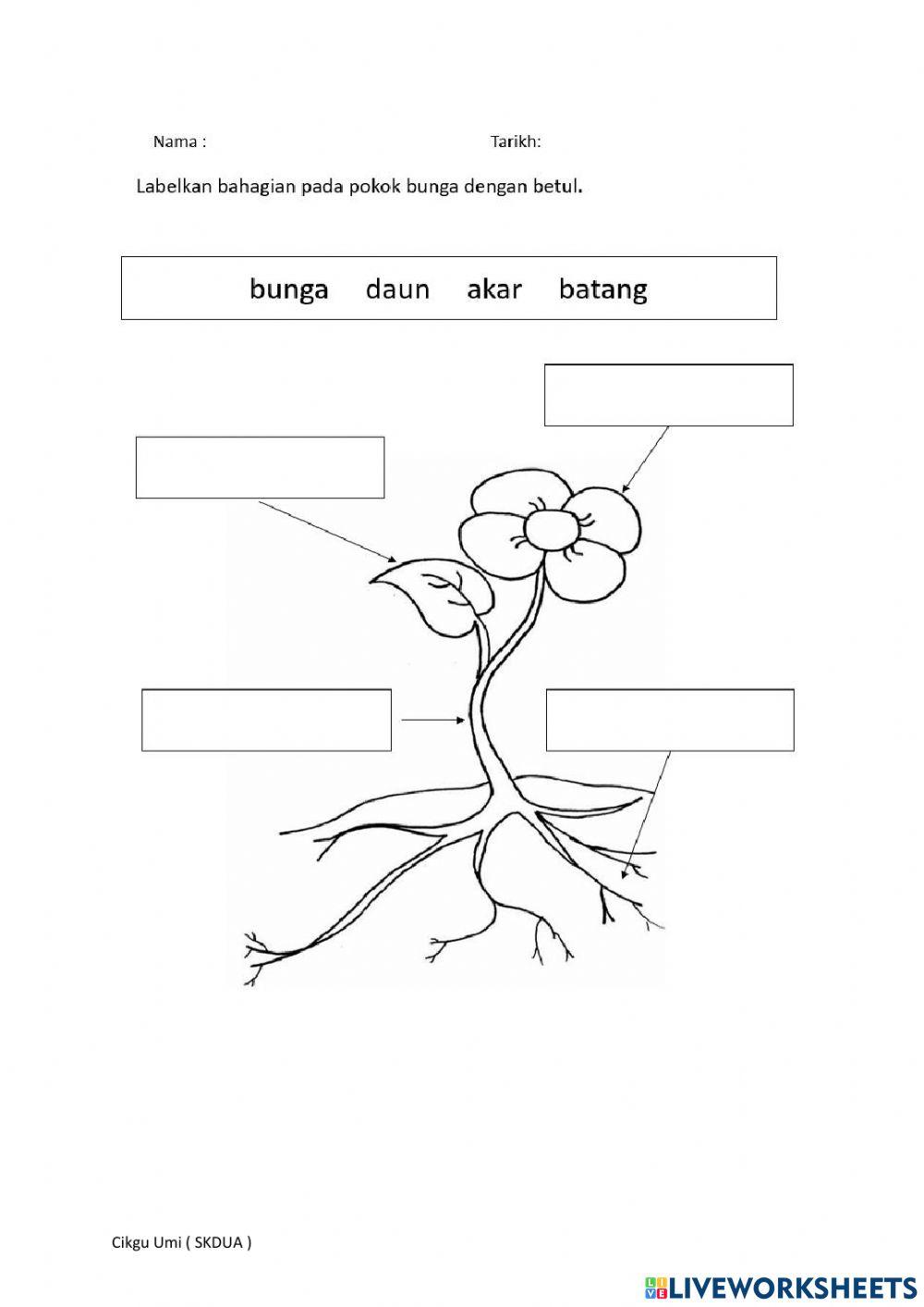 Tumbuhan activity for pra sekolah | Live Worksheets
