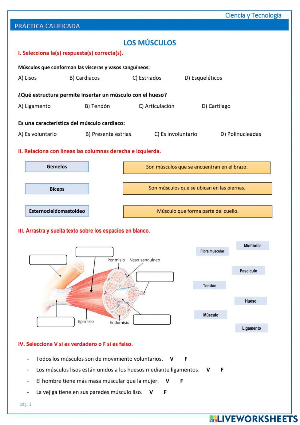1276523 | Los músculos | MiguelBe | LiveWorksheets