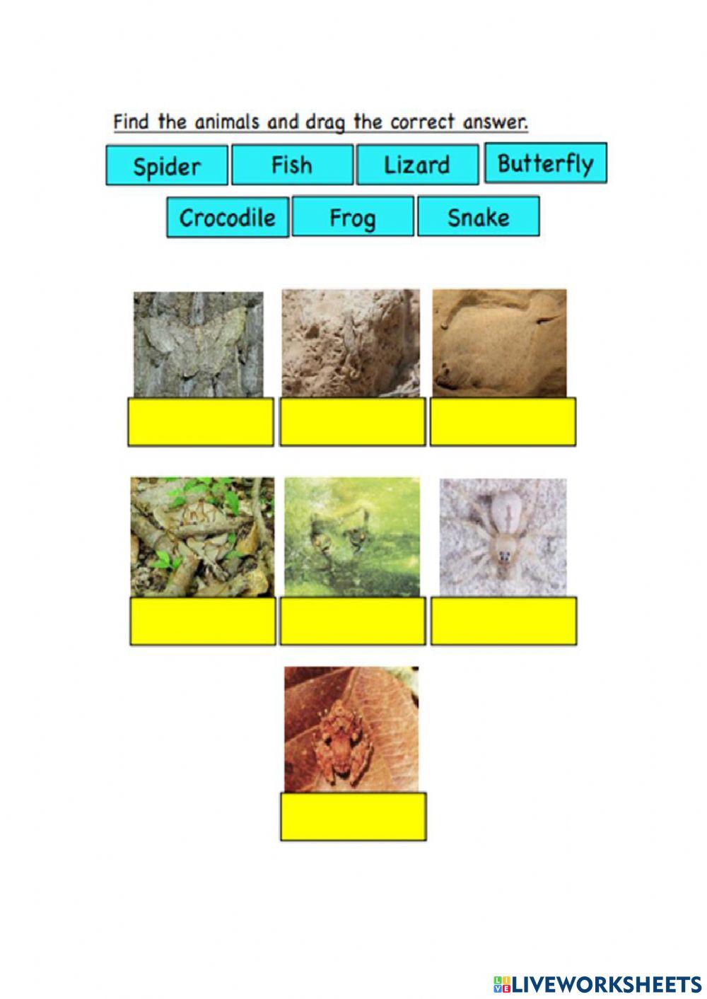 Unit 3 - Pet Show worksheet | Live Worksheets