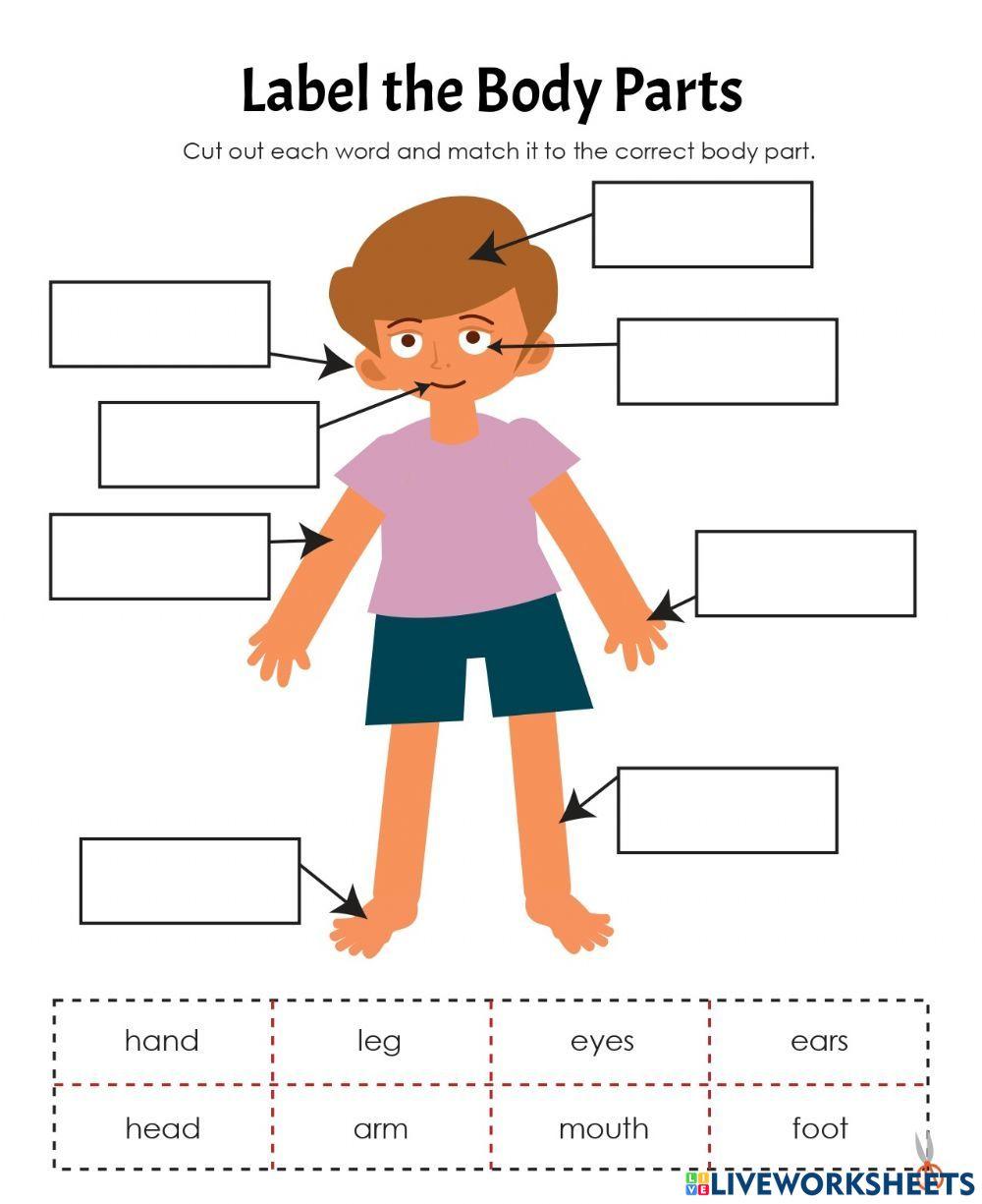 1279871 | Body1 | Khalitta Saengsuk | LiveWorksheets