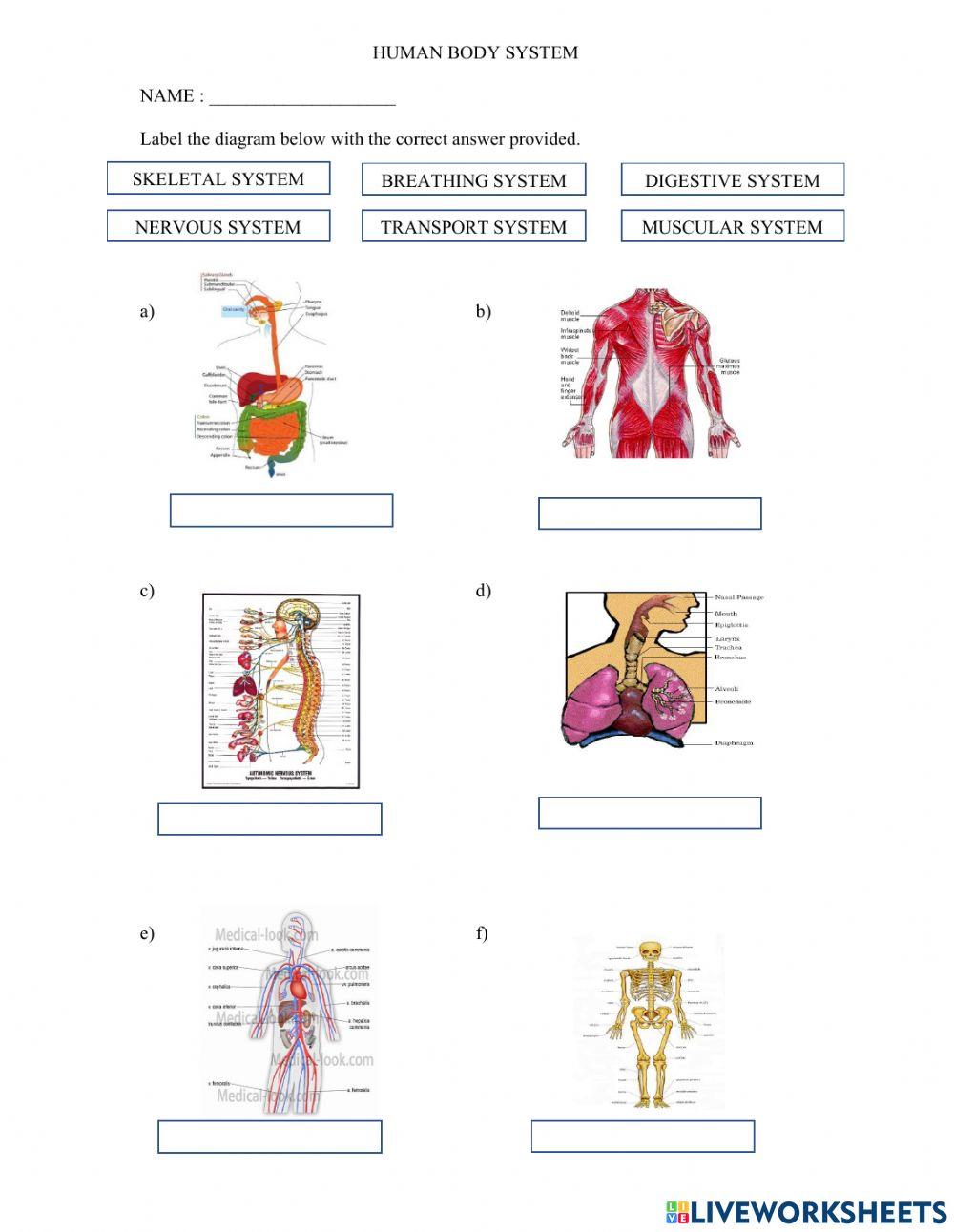 Human Body Syst… | Free Interactive Worksheets | 1281522