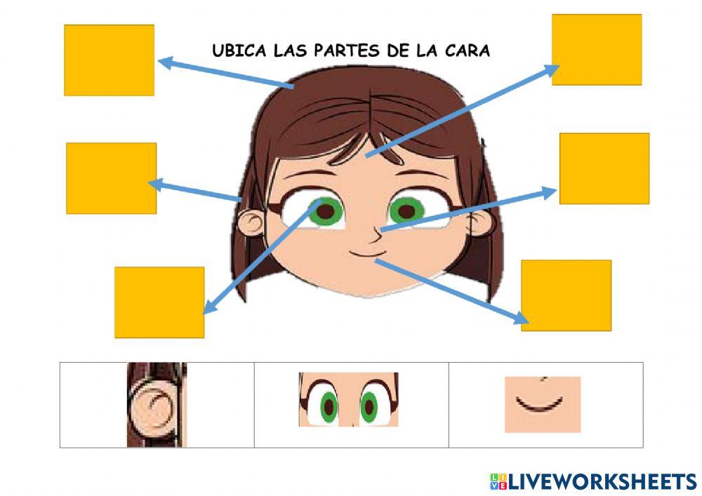 Partes de la cara online pdf worksheet | Live Worksheets