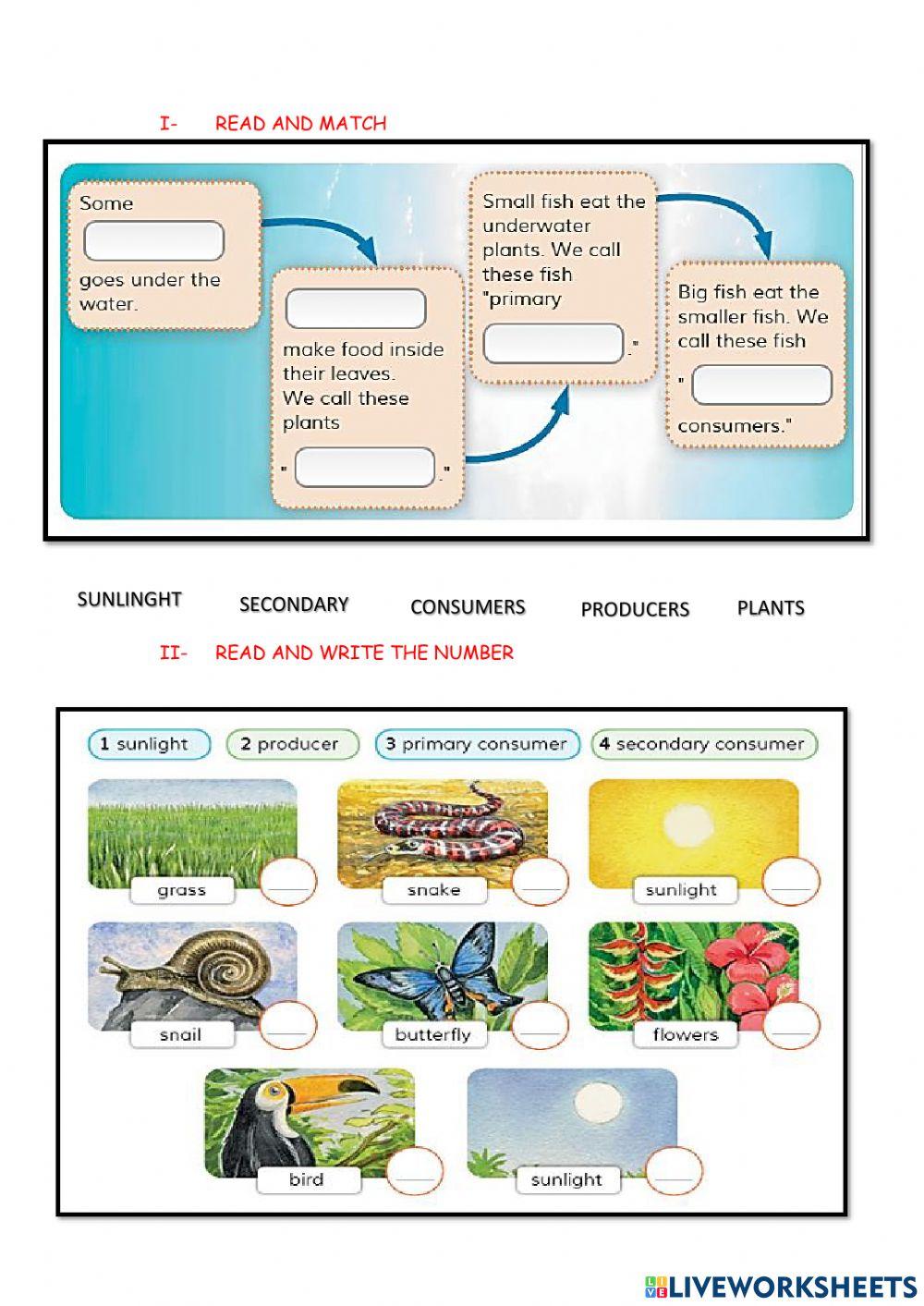 food chain underwater | MrTello | Live Worksheets