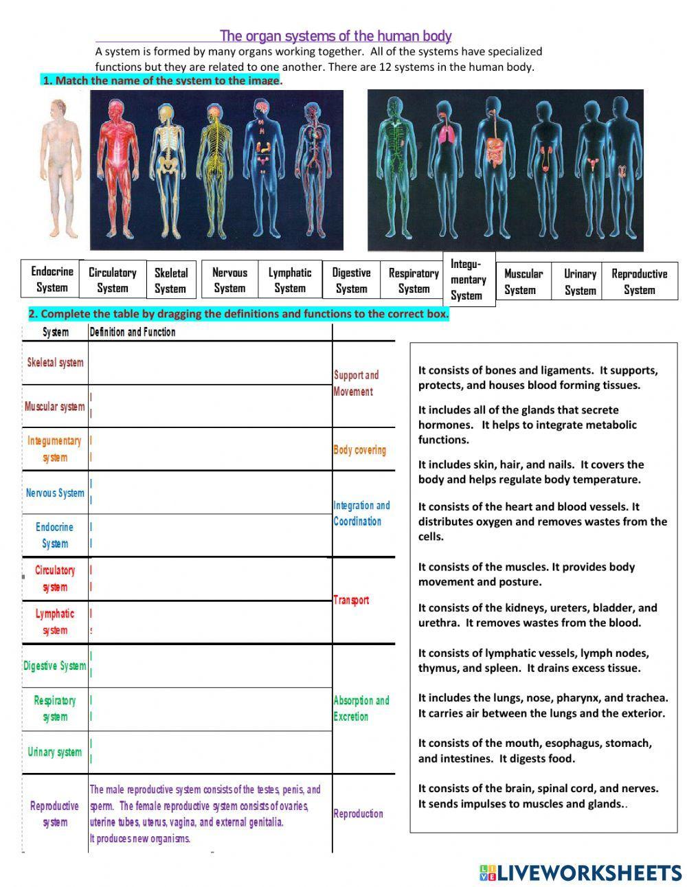 Organ systems 1285044 | Carlos Leal | Live Worksheets