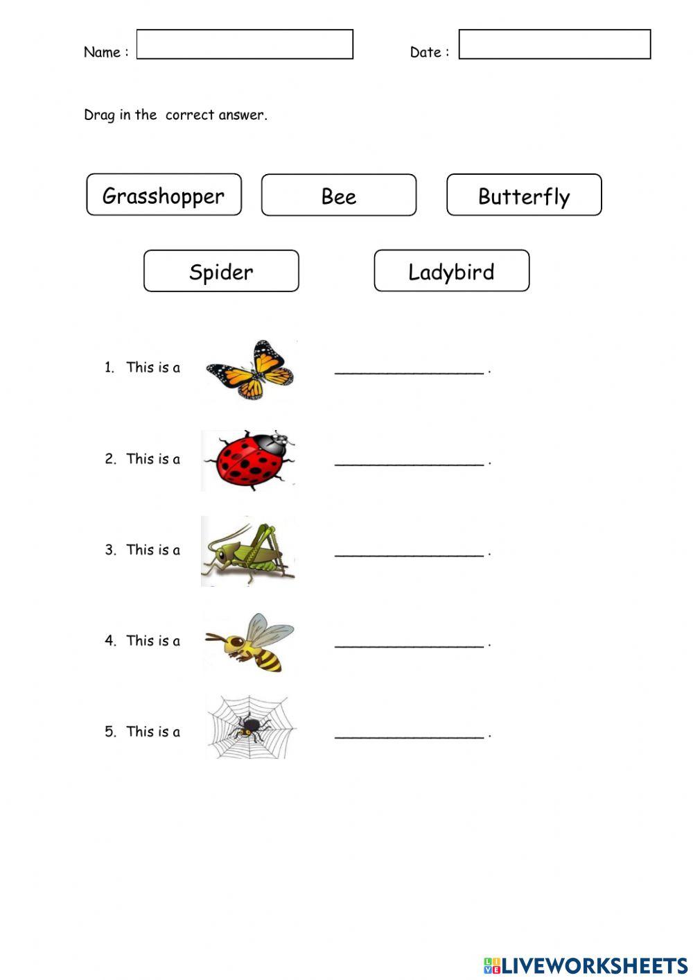 Recognize Insects worksheet | Live Worksheets
