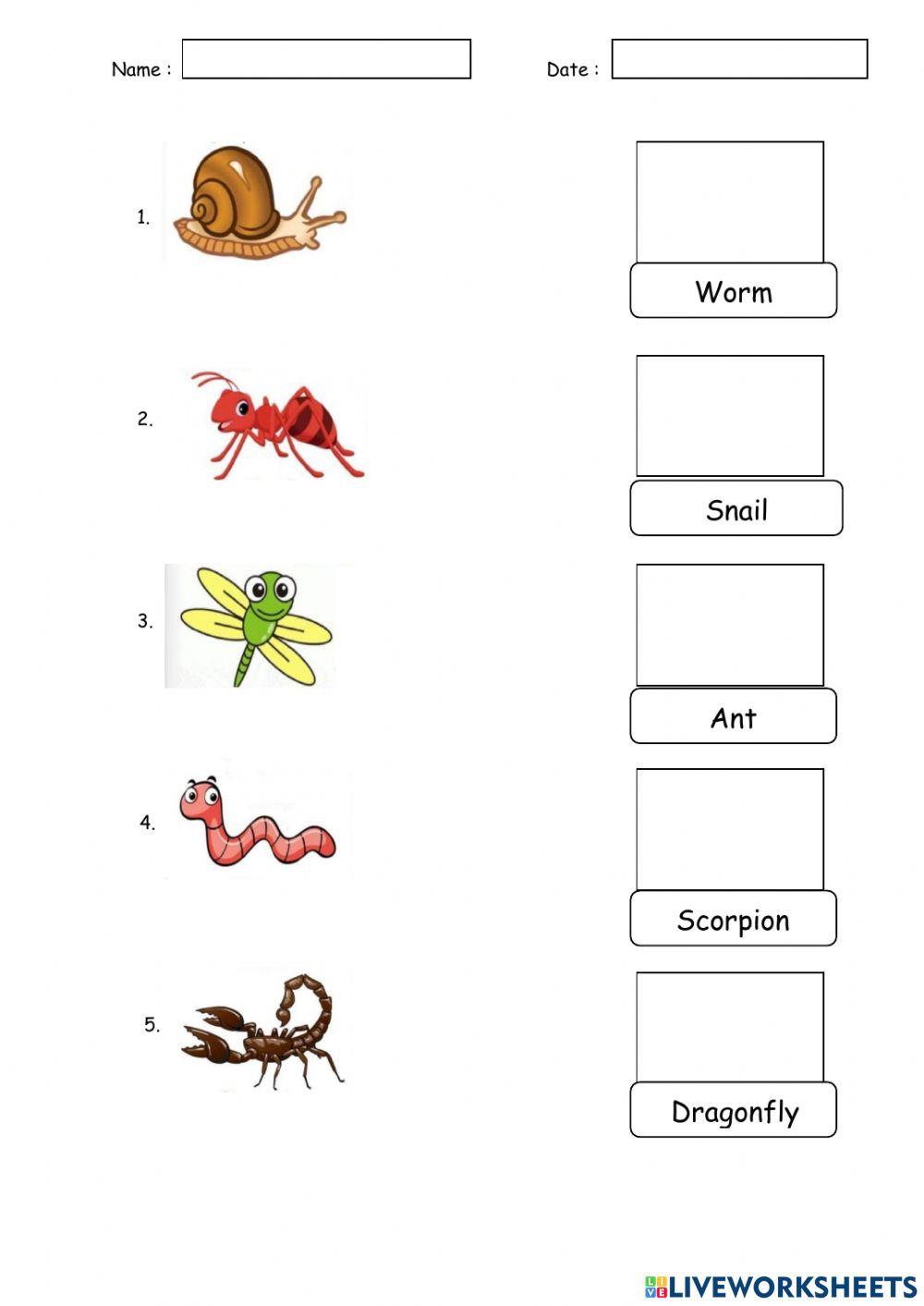 Recognize Insects worksheet | Live Worksheets