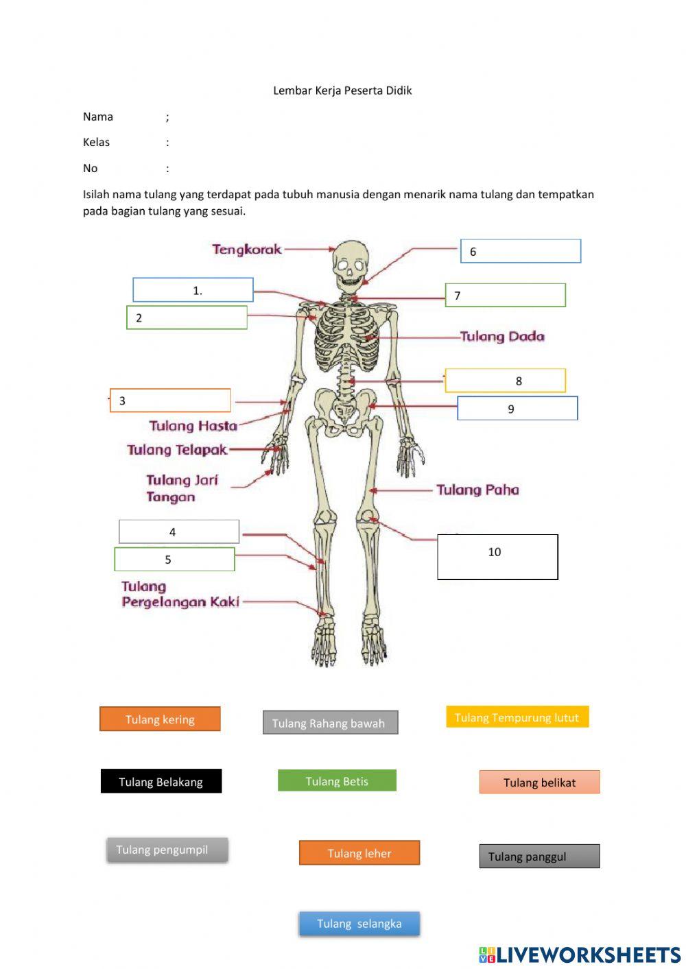 Rangka manusia online exercise for 5 | Live Worksheets