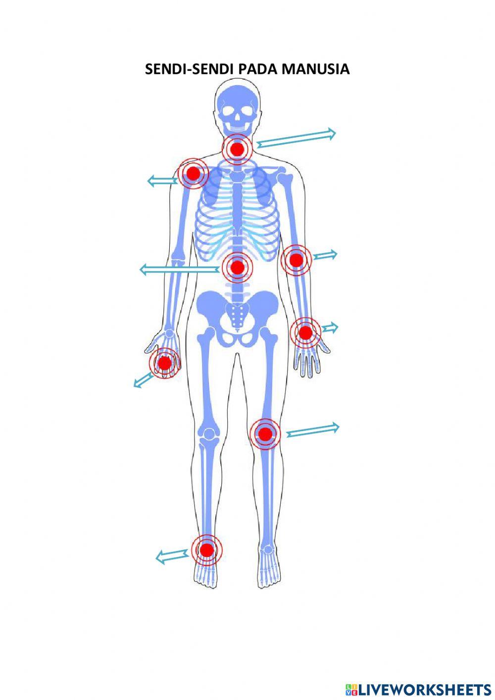 1222888 | Sendi-sendi pada Manusia | maysaraaaah