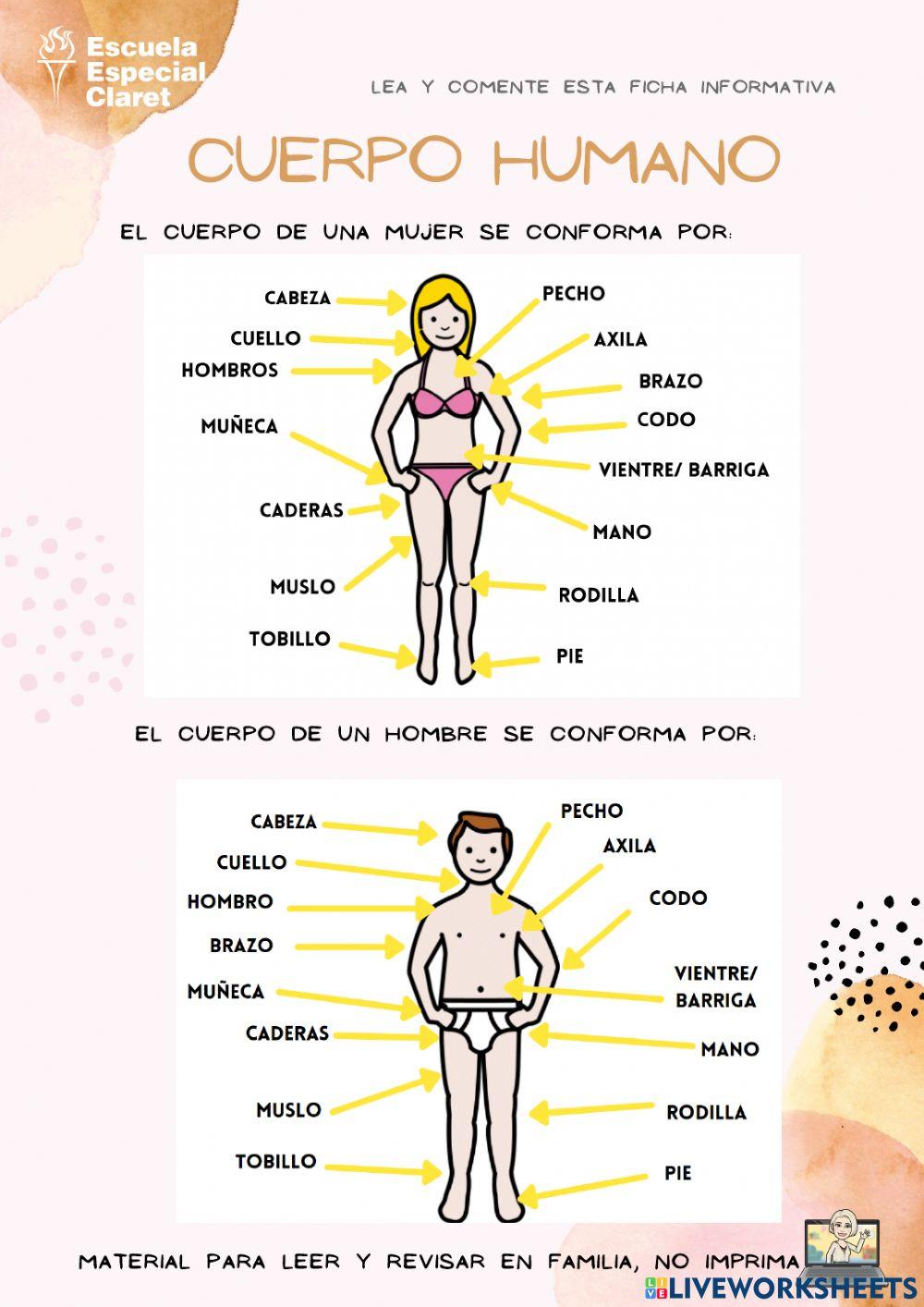 Versión simple- Cuerpo humano- actividades worksheet | Live Worksheets
