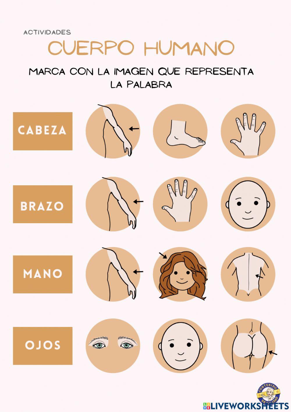 Versión simple- Cuerpo humano- actividades worksheet | Live Worksheets