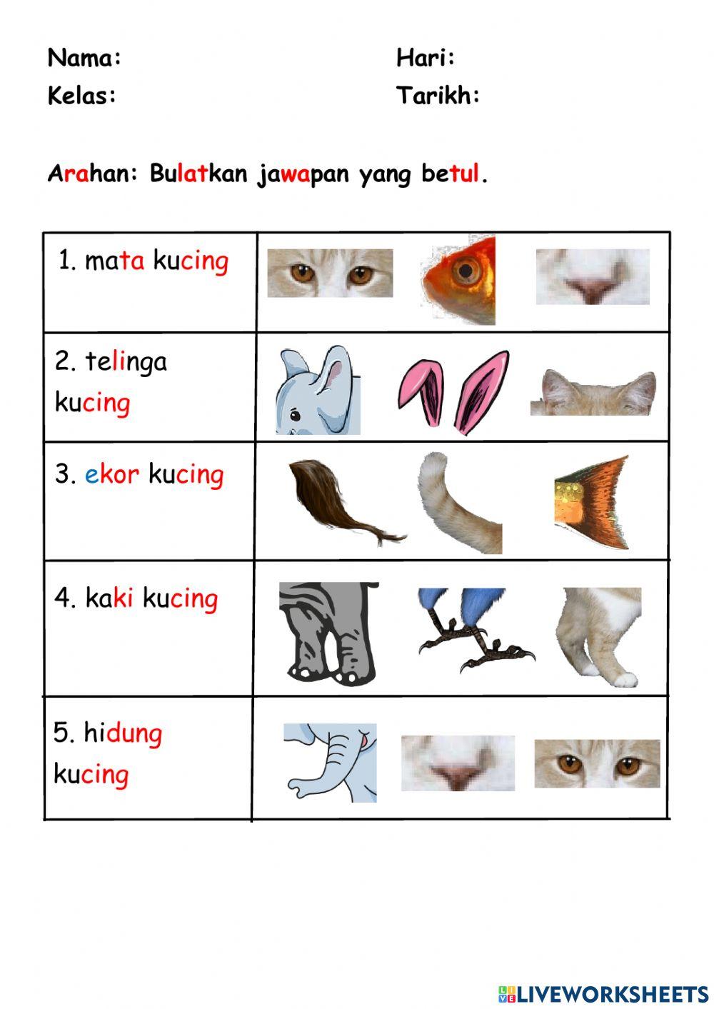 Bahagian badan kucing worksheet | Live Worksheets
