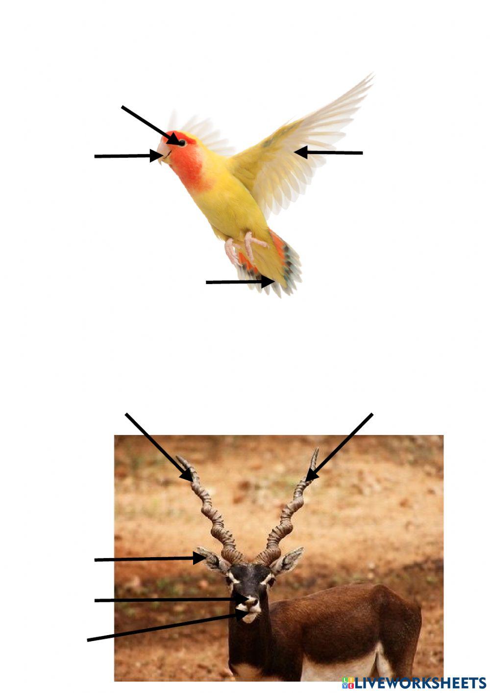 P.1 Animal body parts online exercise for | Live Worksheets