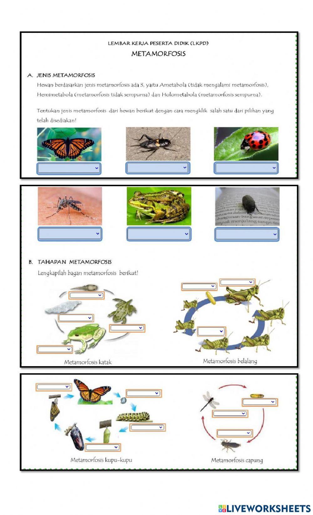 Perkembangbiakan hewan online worksheet for 4 | Live Worksheets