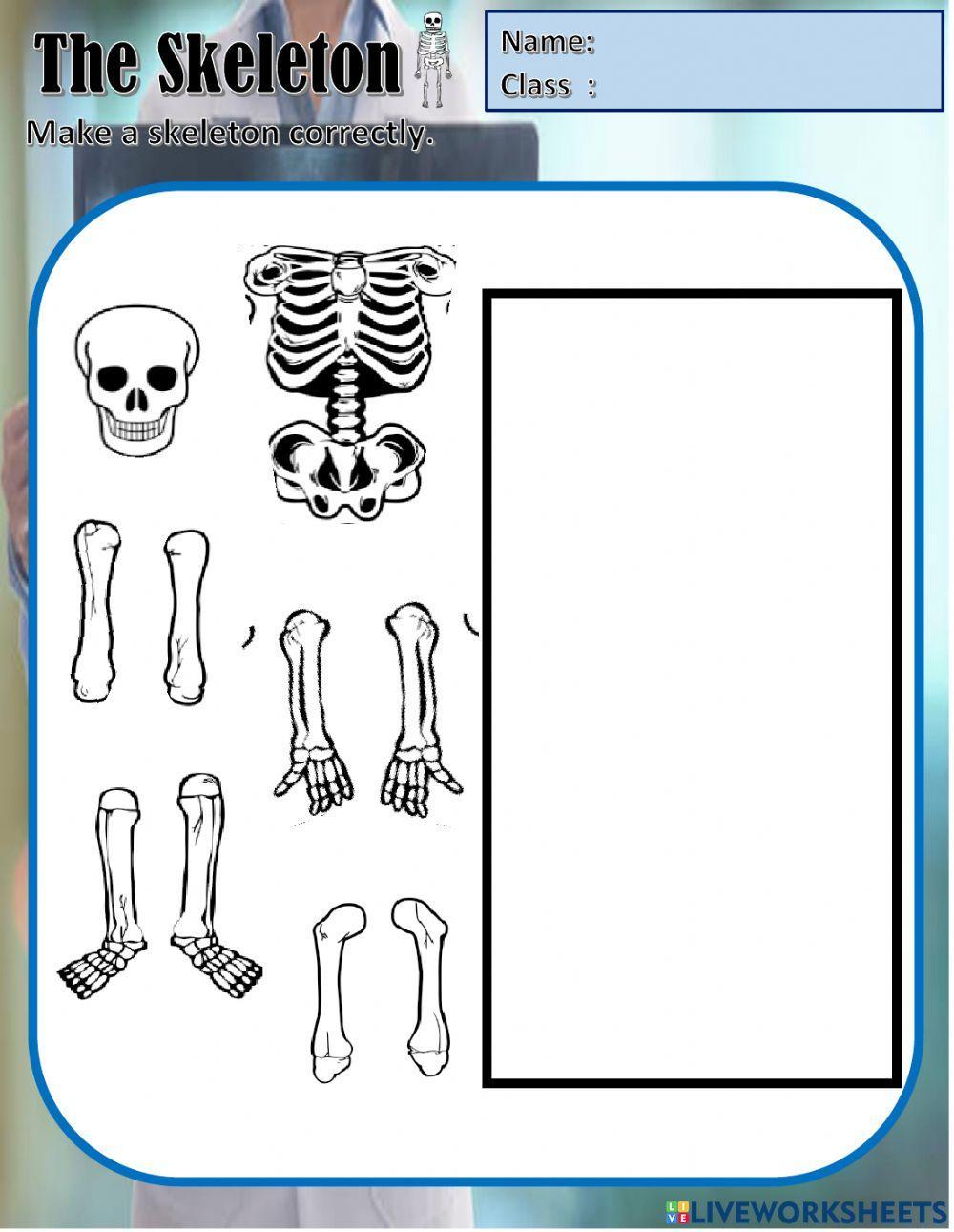 1286245 | The Skeleton | TheTeacherIsMi | LiveWorksheets