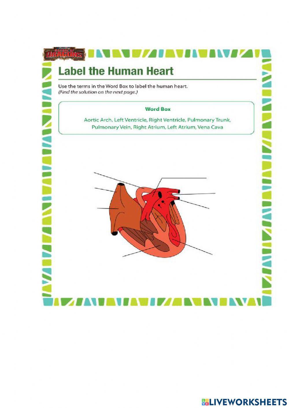 circulatory sys… | Free Interactive Worksheets | 3716924