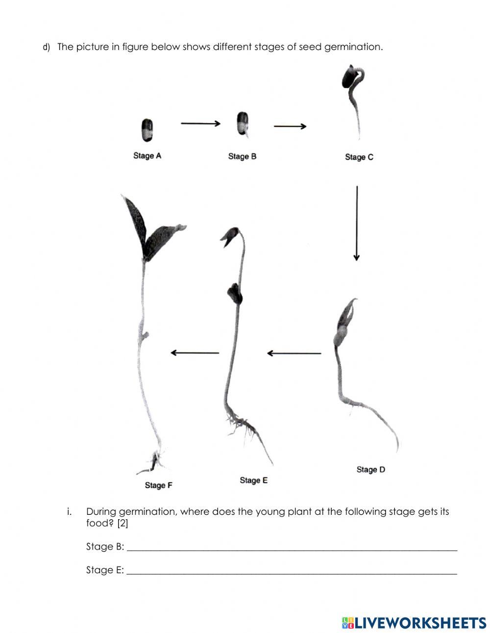 Germination | Free Interactive Worksheets | 1288693