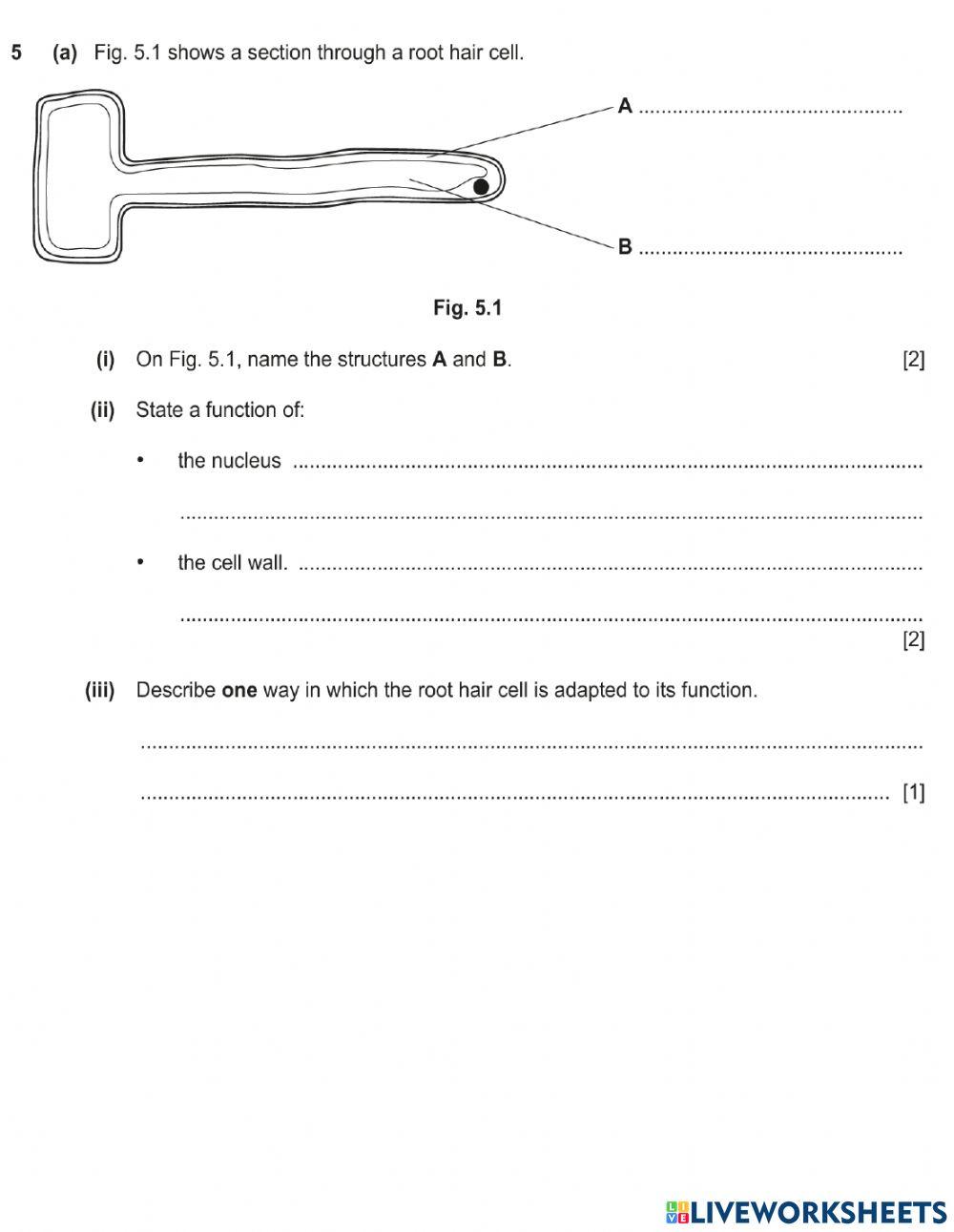 plant root hair… | Free Interactive Worksheets | 3719769